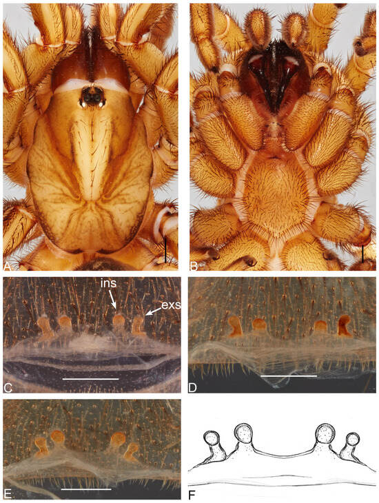 On Some Rare Mygalomorph from Ecuador, with the Description of 16 New ...