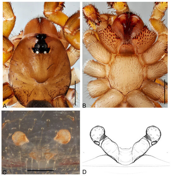 On Some Rare Mygalomorph from Ecuador, with the Description of 16 New ...