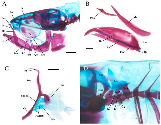 Two New Species of Miniature Tetras of the Genus Priocharax (Teleostei ...