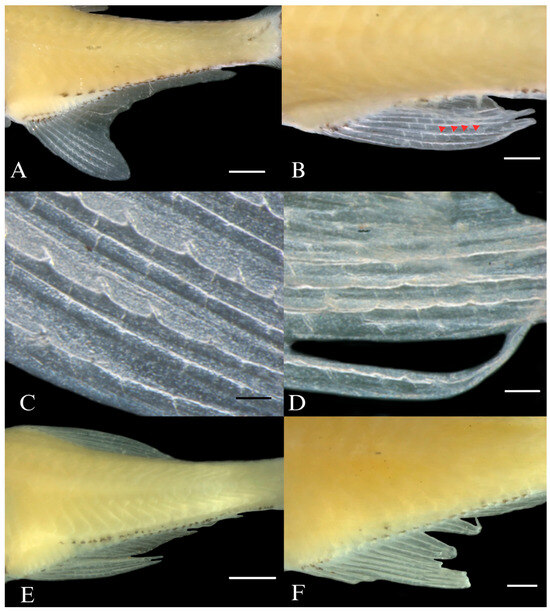 Two New Species of Miniature Tetras of the Genus Priocharax (Teleostei ...