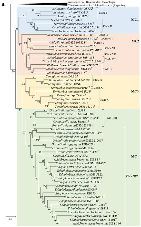 Description of Silvibacterium acidisoli sp. nov. and Edaphobacter albus ...