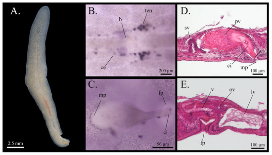 A Revised Checklist and Identification Key for Acotylean Flatworms ...