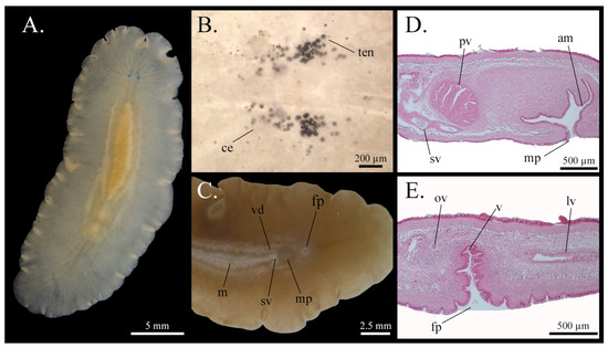 A Revised Checklist and Identification Key for Acotylean Flatworms ...