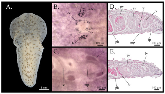 A Revised Checklist and Identification Key for Acotylean Flatworms ...