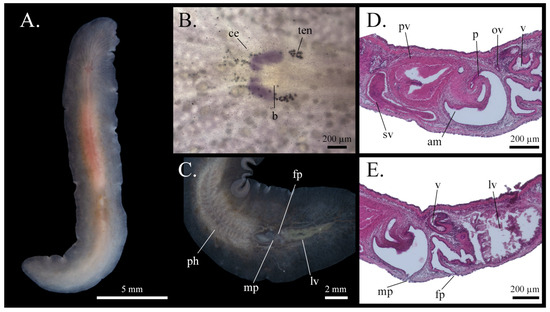 A Revised Checklist and Identification Key for Acotylean Flatworms ...