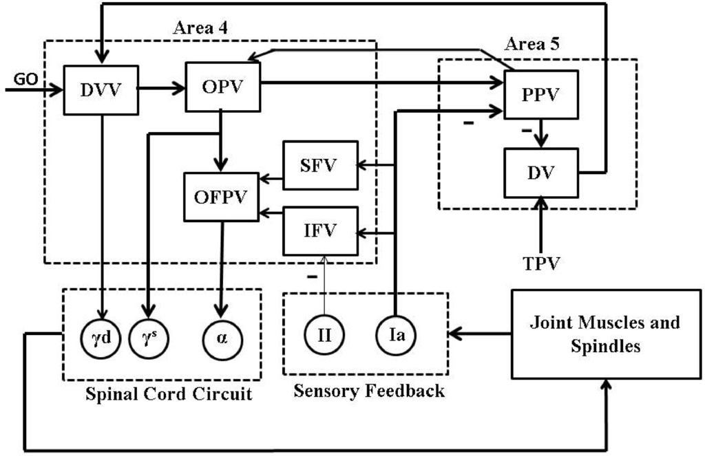 Technologies | Free Full-Text | Designing Closed-Loop Brain-Machine Interfaces Using Model ...