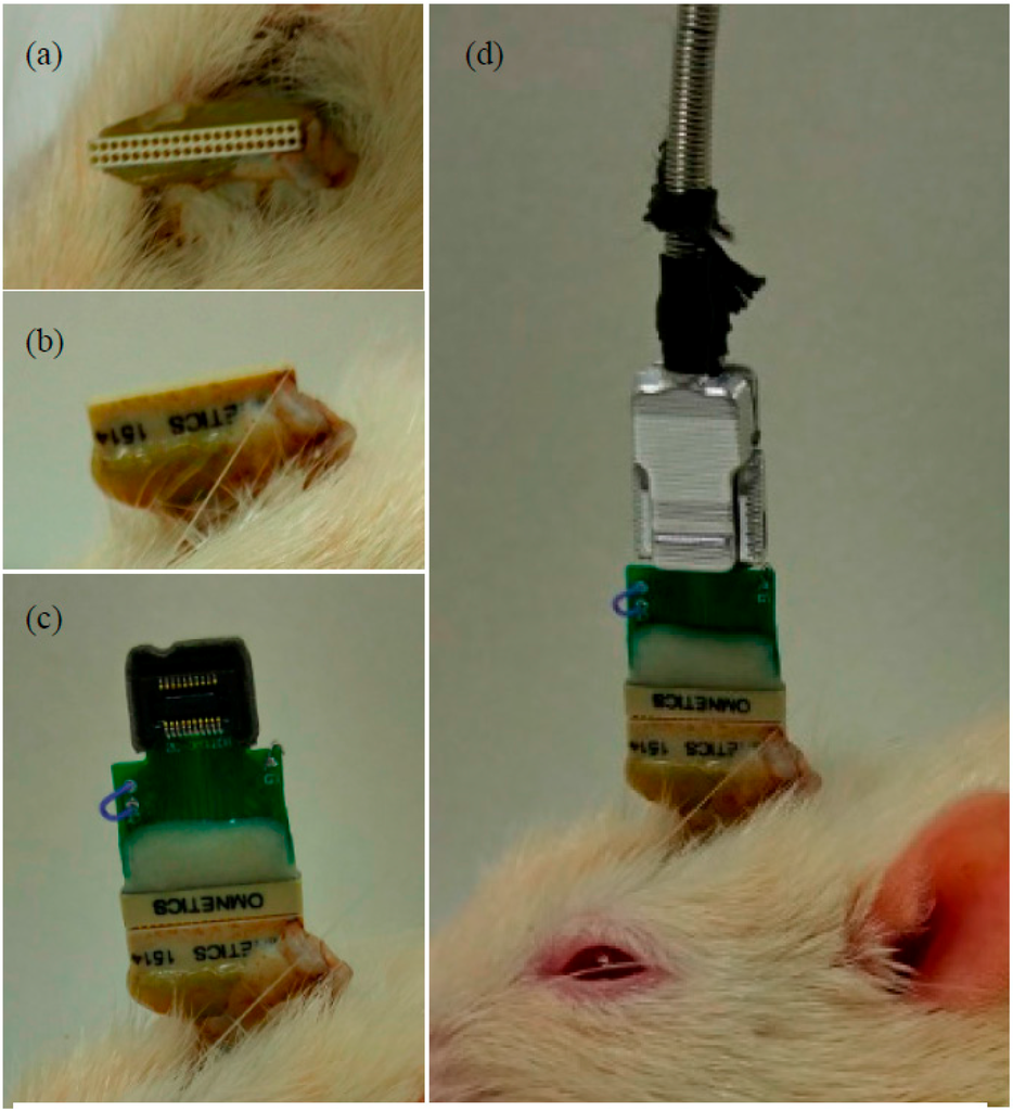 Handcrafted Electrocorticography Electrodes for a Rodent Behavioral Model