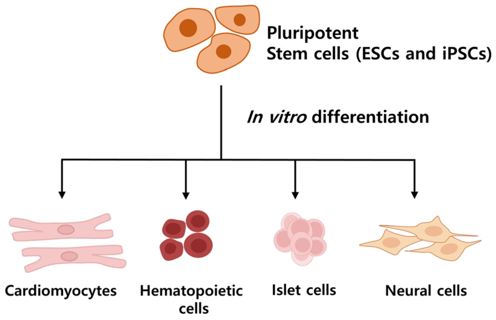 Integrating Artificial Intelligence to Biomedical Science: New Applications for Innovative Stem ...