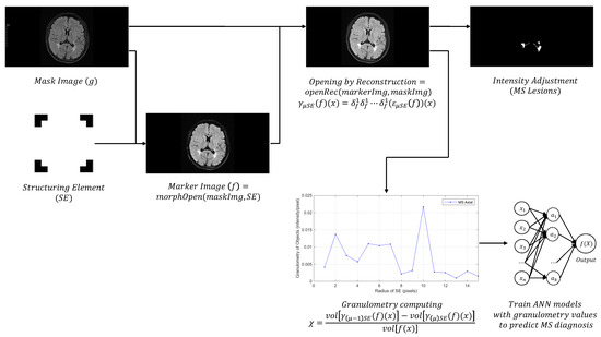 Training Artificial Neural Networks to Detect Multiple Sclerosis Lesions Using Granulometric ...