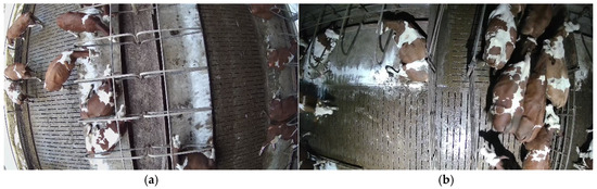 Implementation of Machine Vision Methods for Cattle Detection and Activity Monitoring