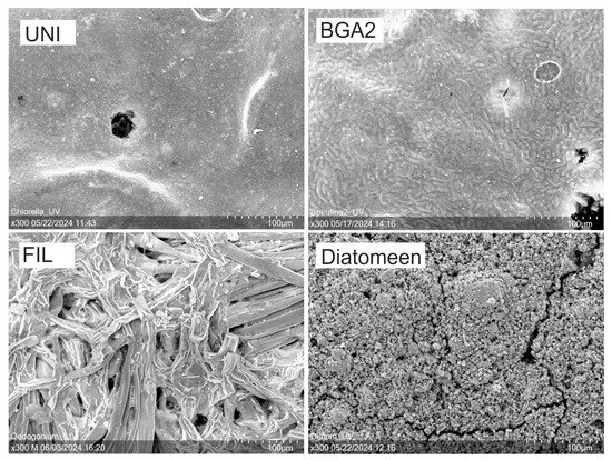 Algae-Based Coatings for Fully Bio-Based and Colored Textile Products