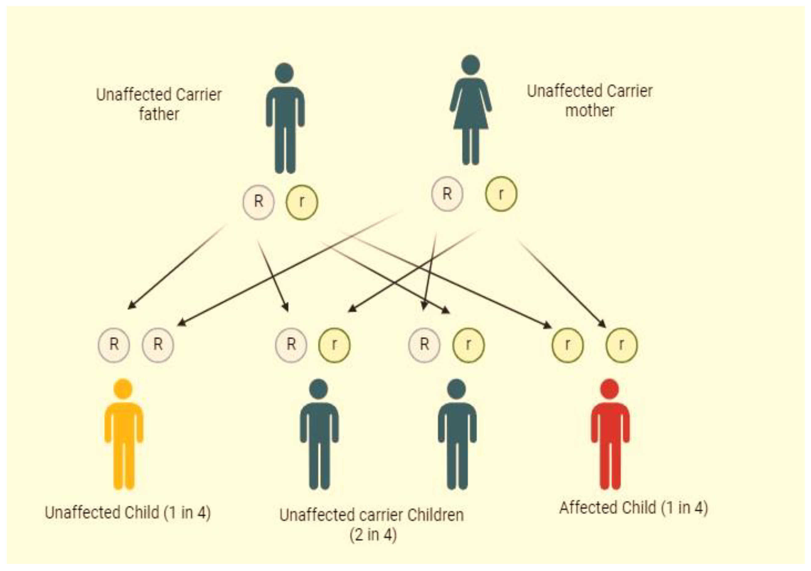 Thalassemia: Pathophysiology, Diagnosis, and Advances in Treatment