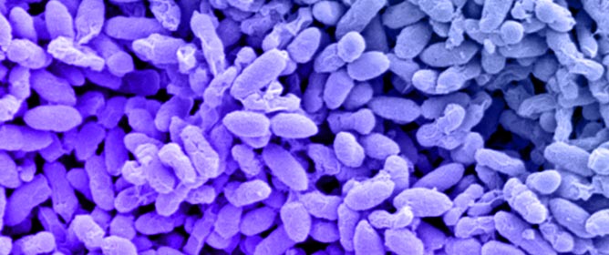 Microorganisms | An Open Access Journal from MDPI