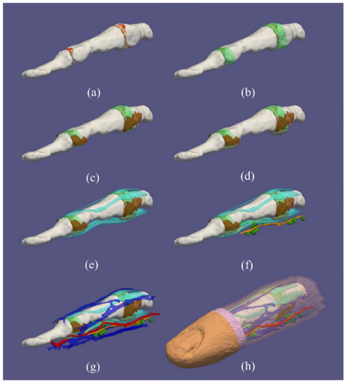 Anatomically Accurate, High-Resolution Modeling of the Human Index ...