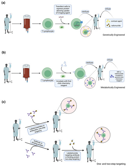Labeling T Cells to Track Immune Response to Immunotherapy in Glioblastoma