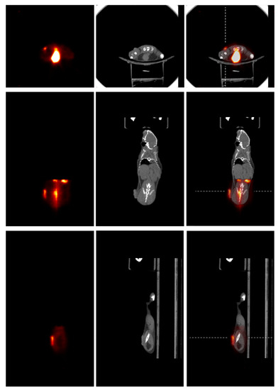 Integrated Small Animal PET/CT/RT with Onboard PET/CT Image Guidance ...
