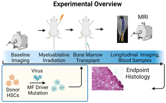 Animal Models and Their Role in Imaging-Assisted Co-Clinical Trials