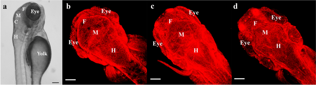 Zebrafish as a Model for Developmental Neurotoxicity Assessment: The ...