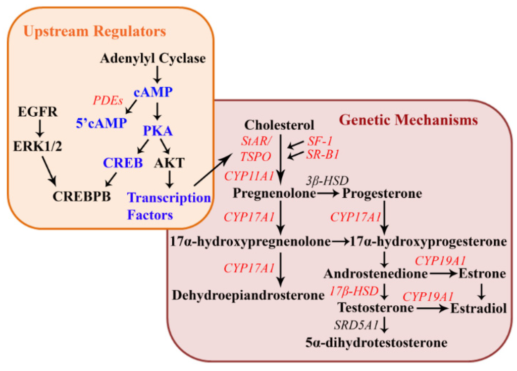 Toxics | Free Full-Text | Atrazine Exposure and Reproductive ...