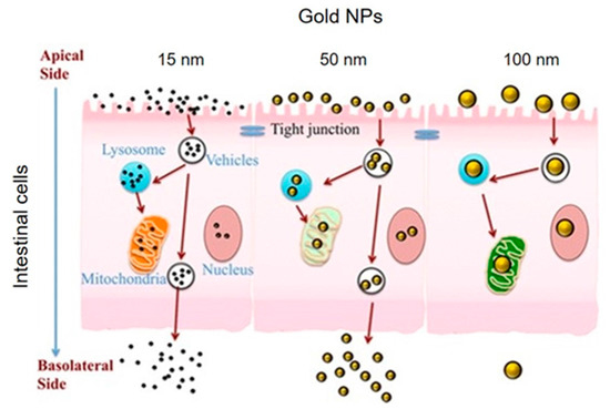 Exposure to Inorganic Nanoparticles: Routes of Entry, Immune Response ...