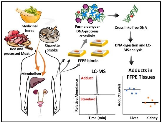 Toxics | Free Full-Text | Formalin-Fixed Paraffin-Embedded Tissues—An ...