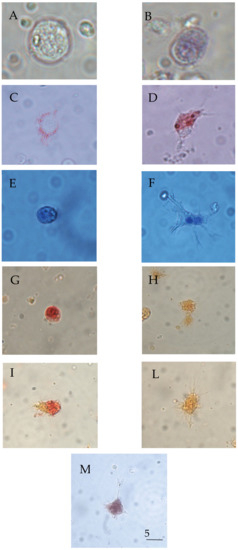 First Evidence of In Vitro Effects of C6O4—A Substitute of PFOA—On ...