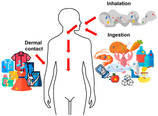 Microplastics in the Environment: Intake through the Food Web, Human Exposure and Toxicological ...