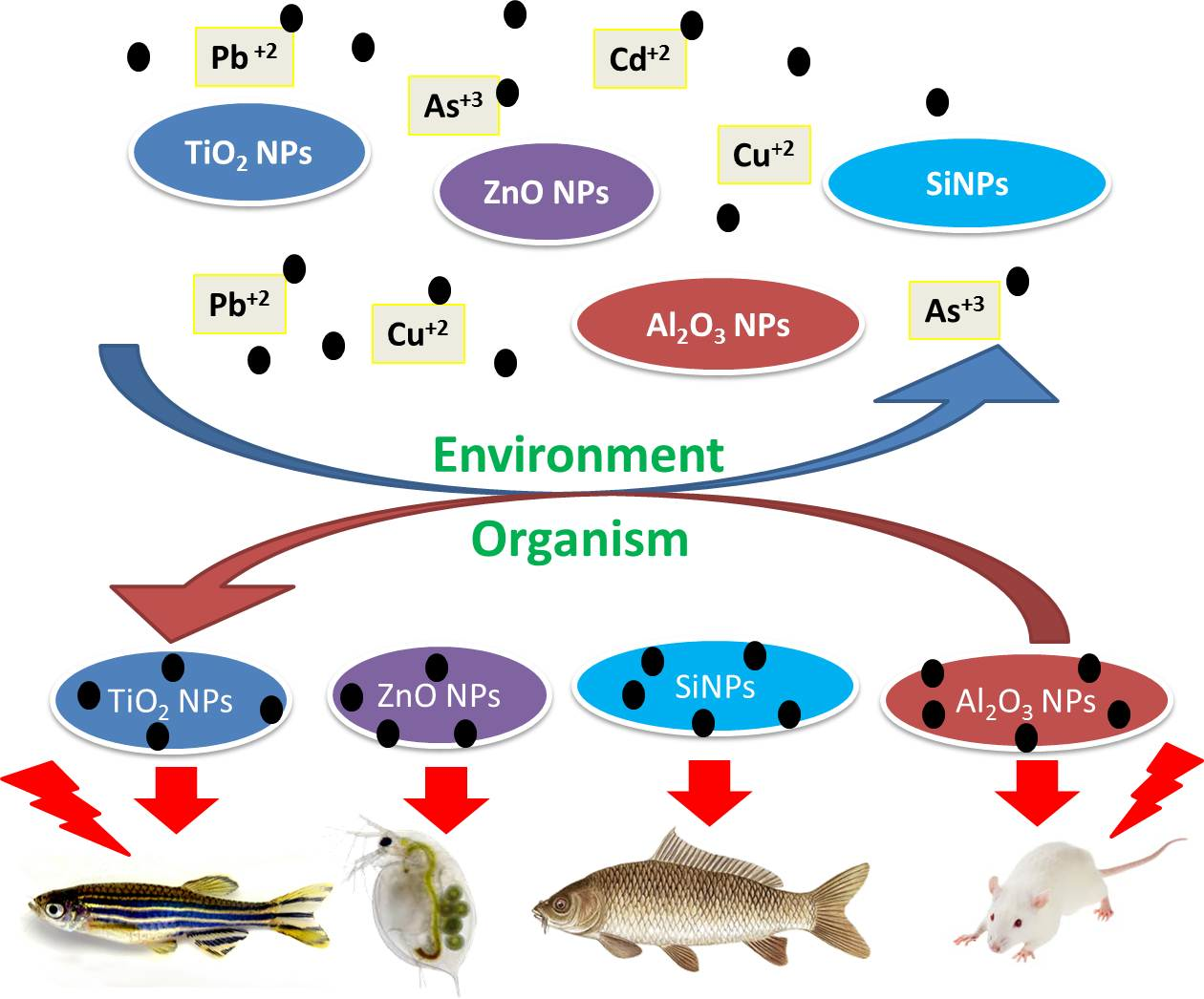 Toxics | Free Full-Text | Effects of Co-Exposure of Nanoparticles and ...