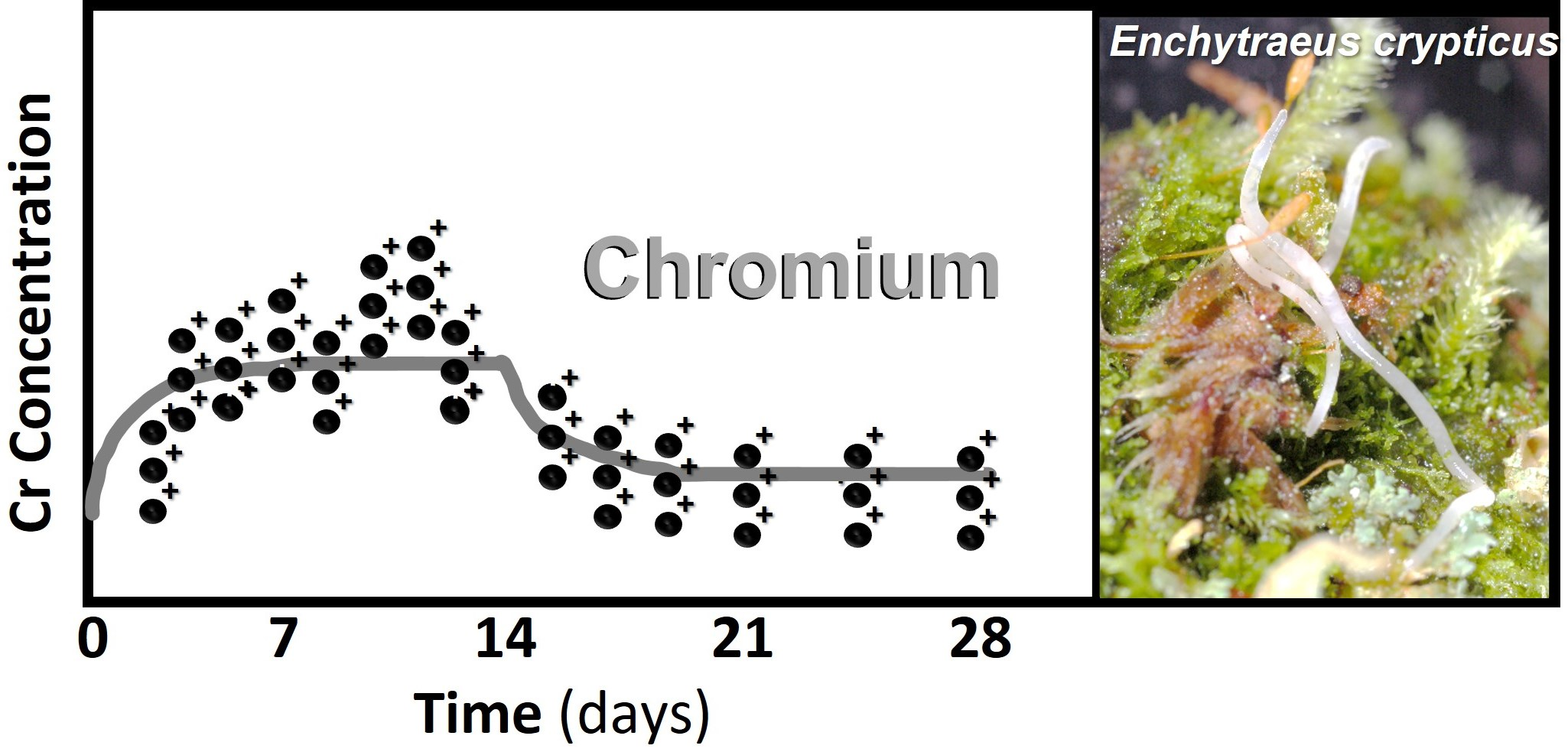 Toxics | Free Full-Text | Toxicokinetics of Chromium in Enchytraeus ...