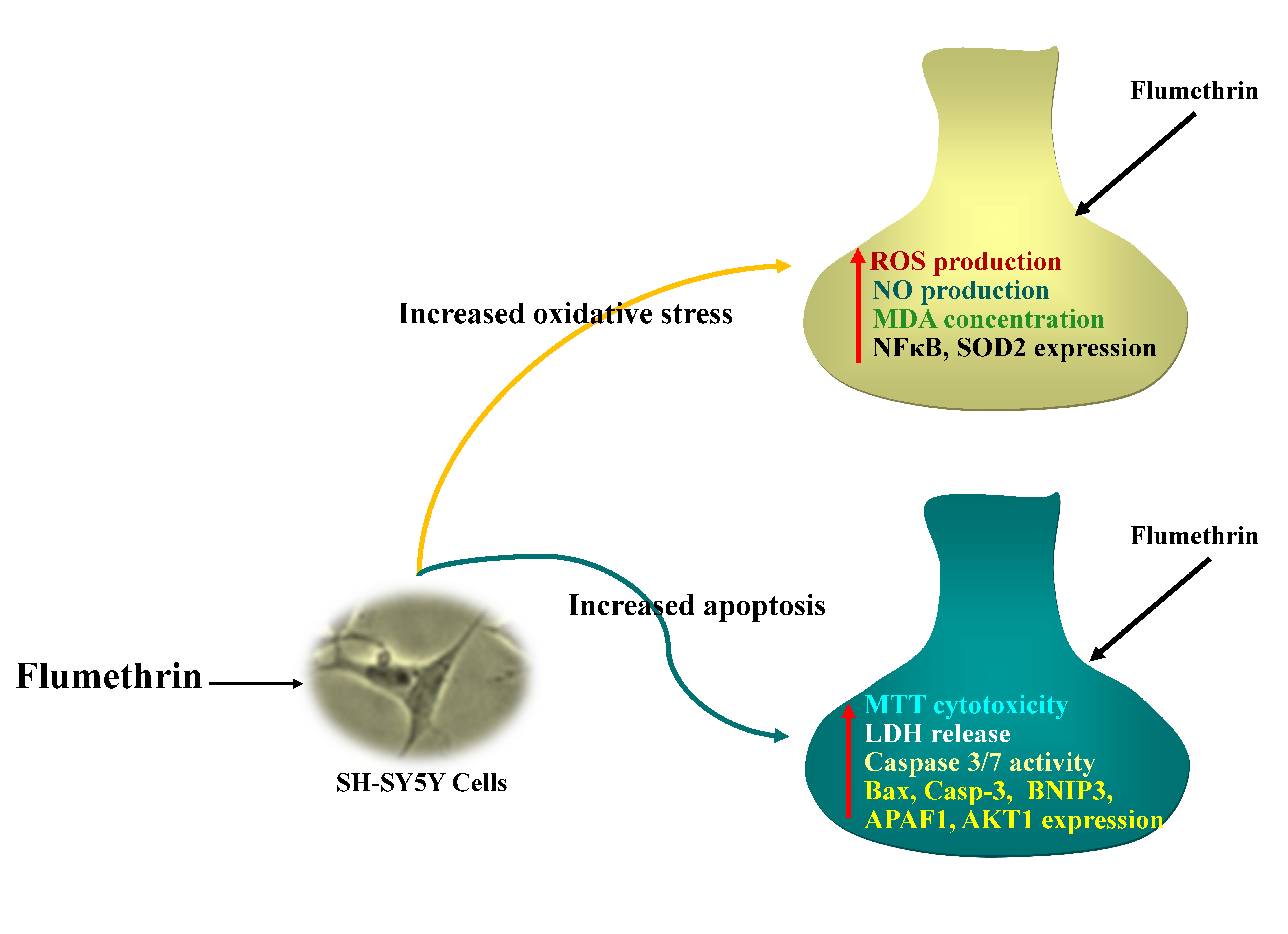 Toxics | Free Full-Text | In Vitro Neurotoxicity of Flumethrin ...