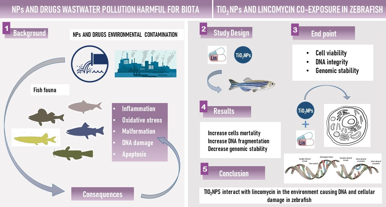 Toxics | Free Full-Text | Evaluation of Zebrafish DNA Integrity after ...