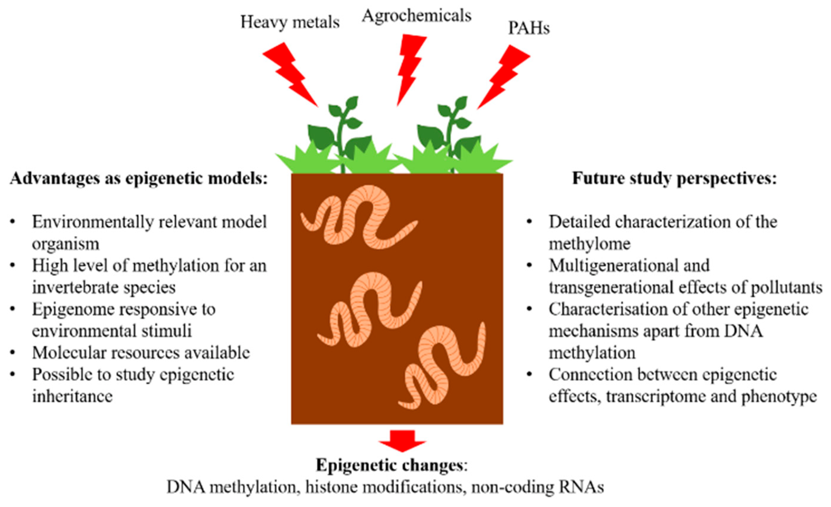 Epigenetic Model Epigenetic Model