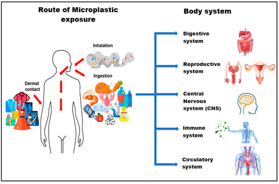 Exposure to Microplastics during Early Developmental Stage: Review of ...