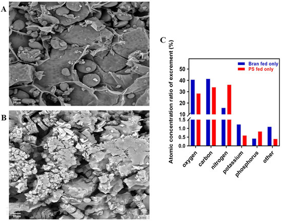 Effects of Polystyrene Diet on the Growth and Development of Tenebrio molitor
