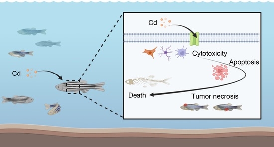 Toxics | Free Full-Text | Toxic Effects of Cadmium on Fish