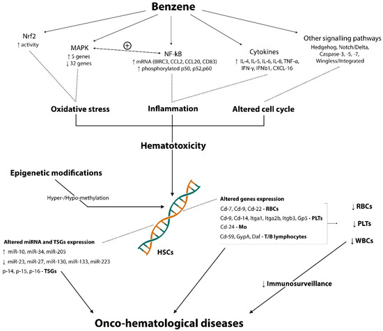 Toxics | Free Full-Text | Effects of Benzene: Hematological and ...