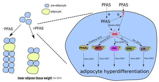 Reduced Birth Weight and Exposure to Per- and Polyfluoroalkyl ...