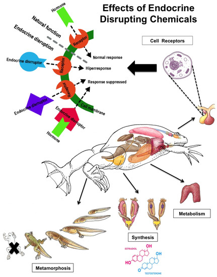 South American National Contributions to Knowledge of the Effects of ...