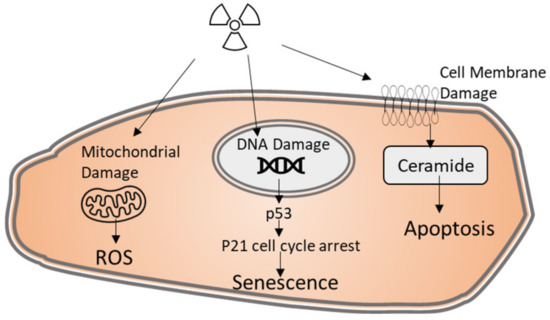 Organ-Specific Endothelial Dysfunction Following Total Body Irradiation ...
