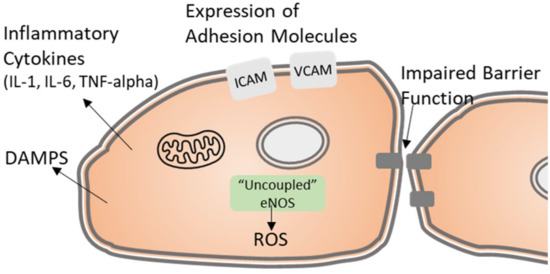 Organ-Specific Endothelial Dysfunction Following Total Body Irradiation ...