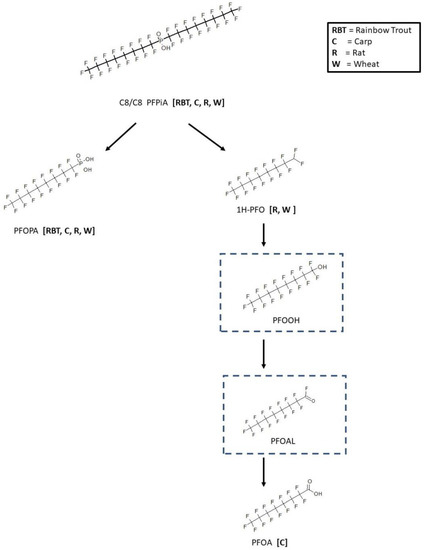 PFAS Biotransformation Pathways: A Species Comparison Study