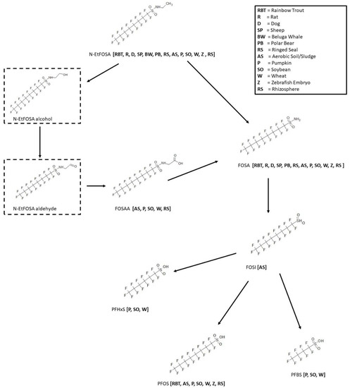 PFAS Biotransformation Pathways: A Species Comparison Study