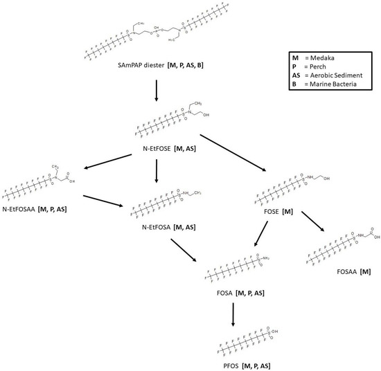 PFAS Biotransformation Pathways: A Species Comparison Study
