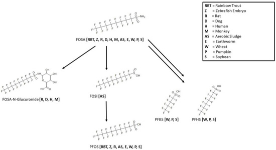 PFAS Biotransformation Pathways: A Species Comparison Study