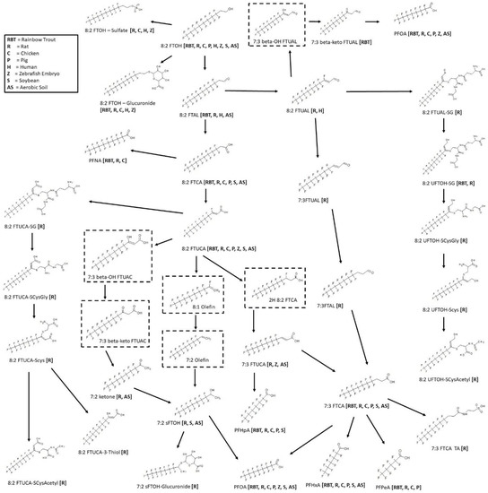 PFAS Biotransformation Pathways: A Species Comparison Study