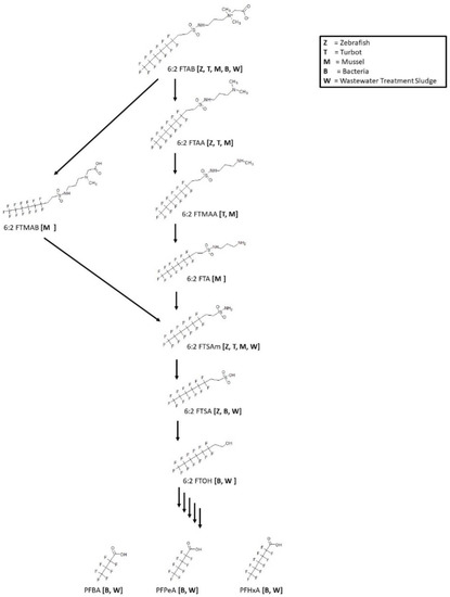 PFAS Biotransformation Pathways: A Species Comparison Study
