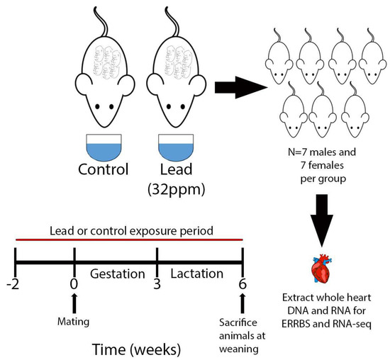 Perinatal Lead Exposure Promotes Sex-Specific Epigenetic Programming of ...