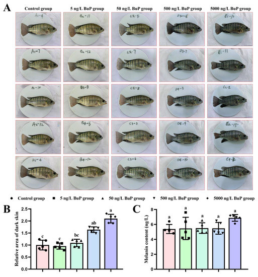 Butylparaben Exposure Induced Darker Skin Pigmentation in Nile Tilapia ...