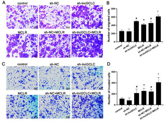 Downregulation of LncRNA GCLC-1 Promotes Microcystin-LR-Induced ...
