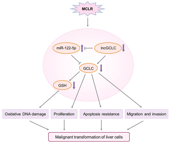 Downregulation of LncRNA GCLC-1 Promotes Microcystin-LR-Induced ...